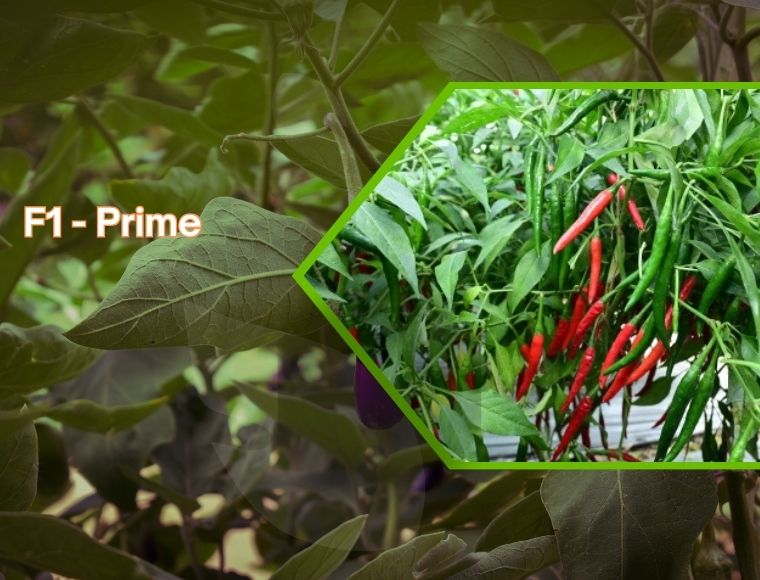 F1 - Prime: High-Yielding Purple Eggplant Variety